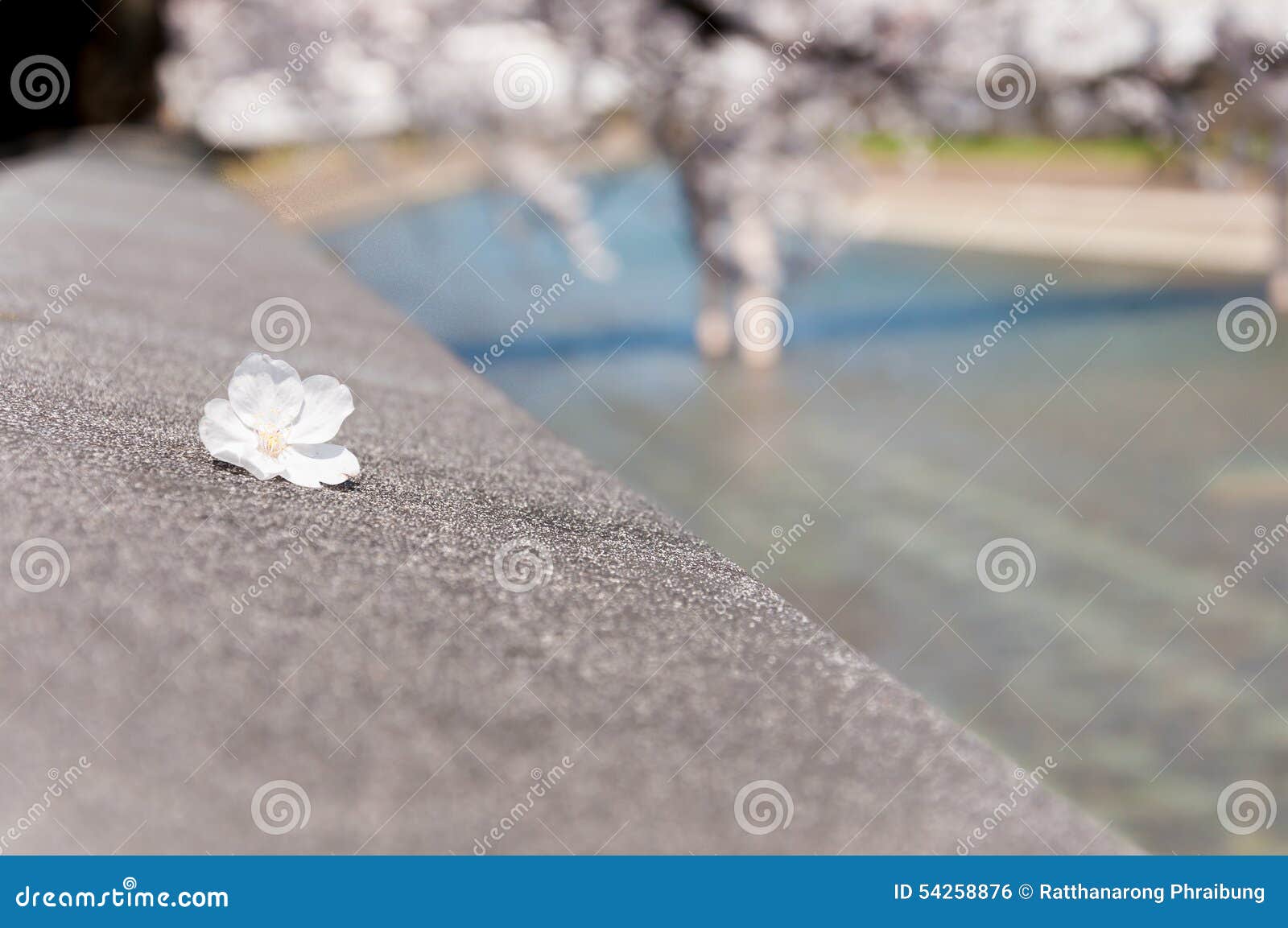 Closeup Sakura on the Concrete Wall Stock Photo - Image of tree, season ...