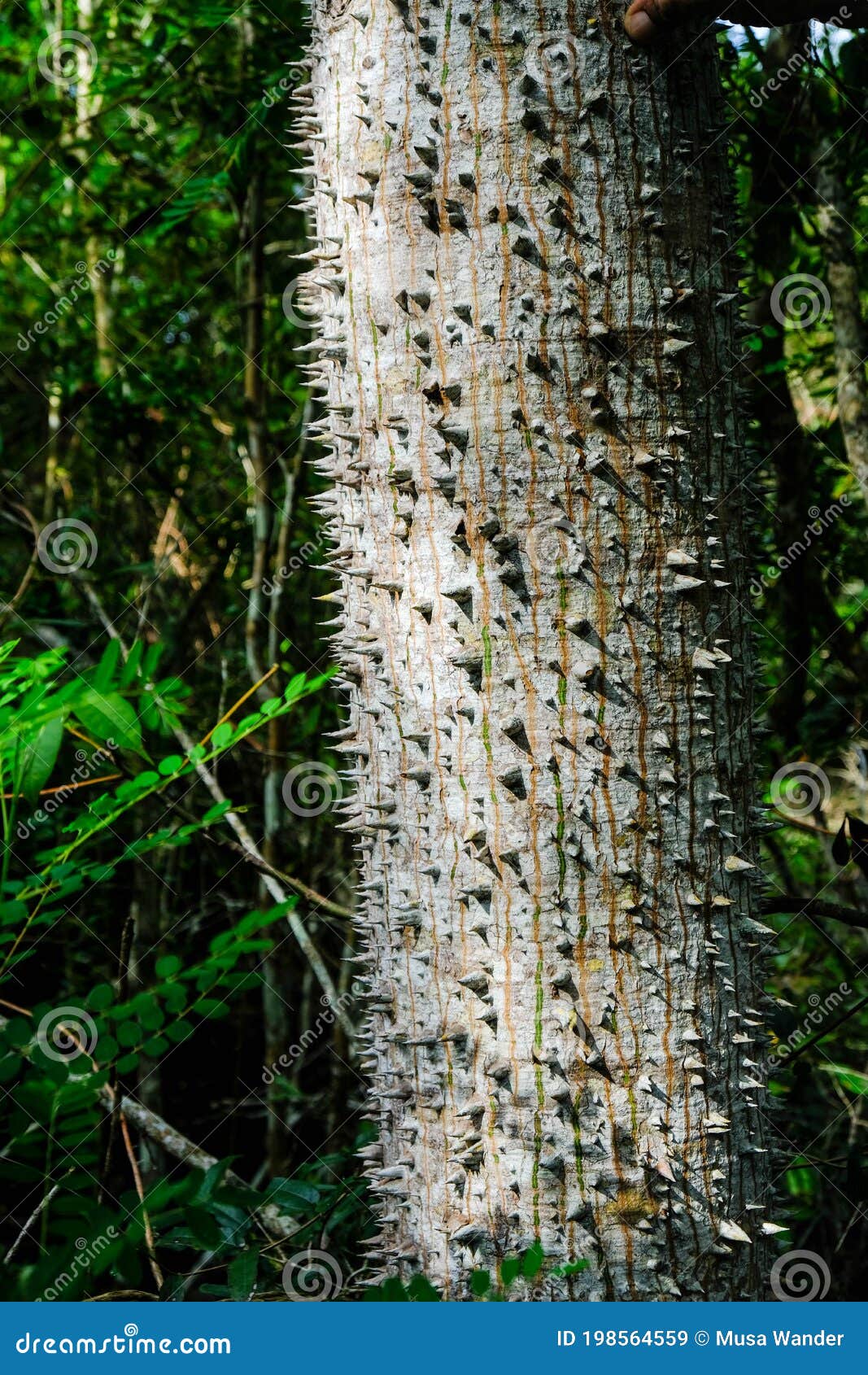 Closeup of Sandbox Tree in the Forrest in Cuba Which is a Tree with ...