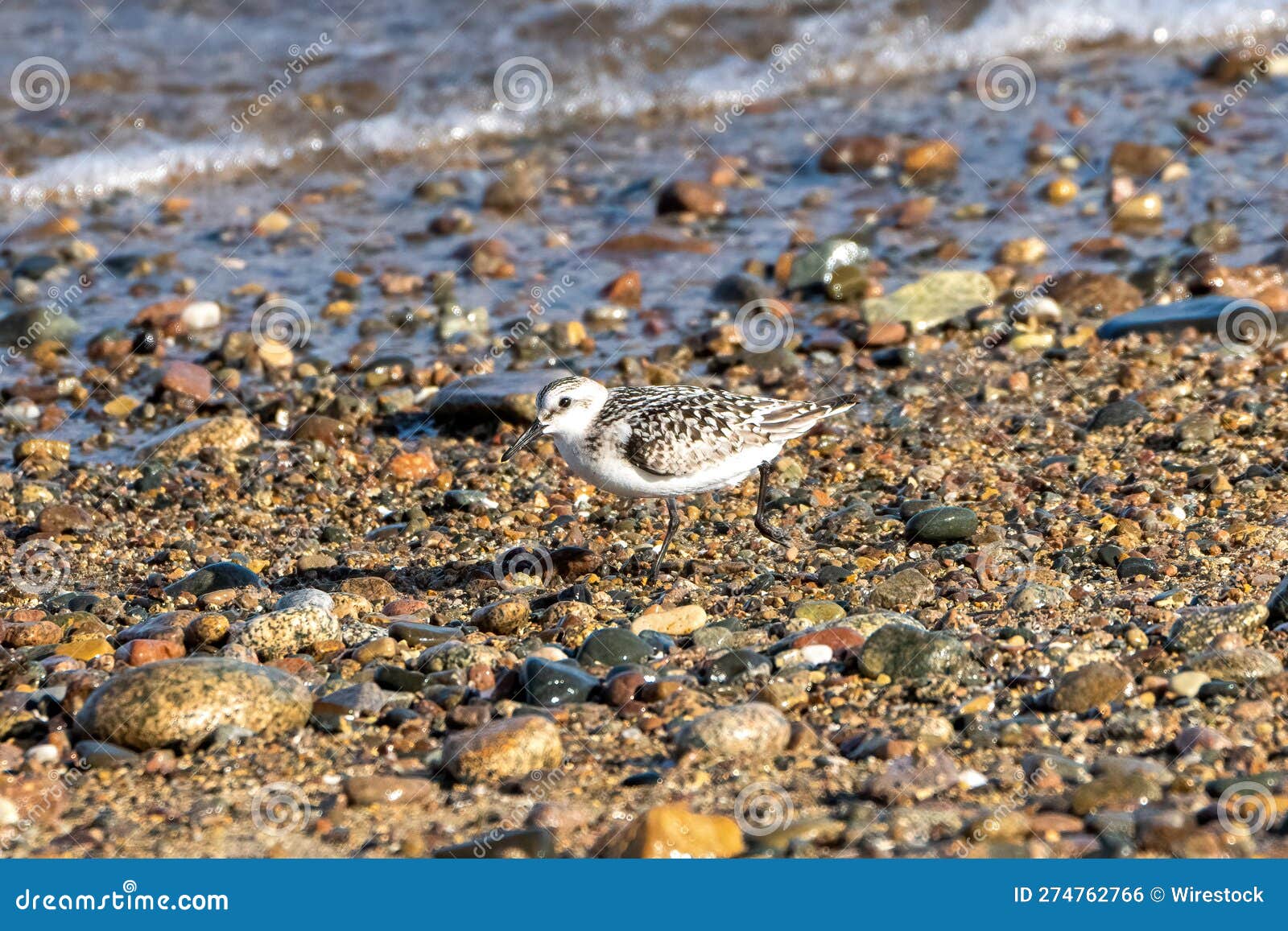 Closeup of a Sanderling on a Rocky Beach Stock Photo - Image of beak ...