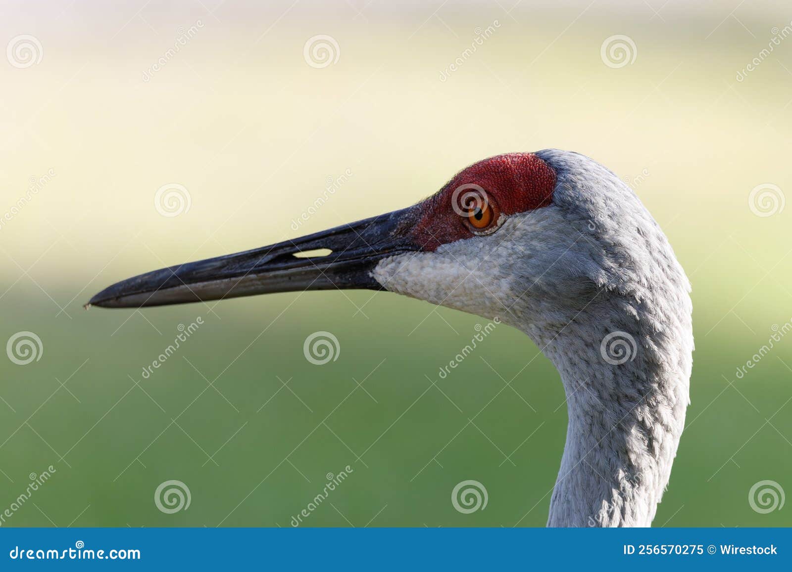 Closeup of a Sandhill Crane Head Stock Image - Image of mark, head ...