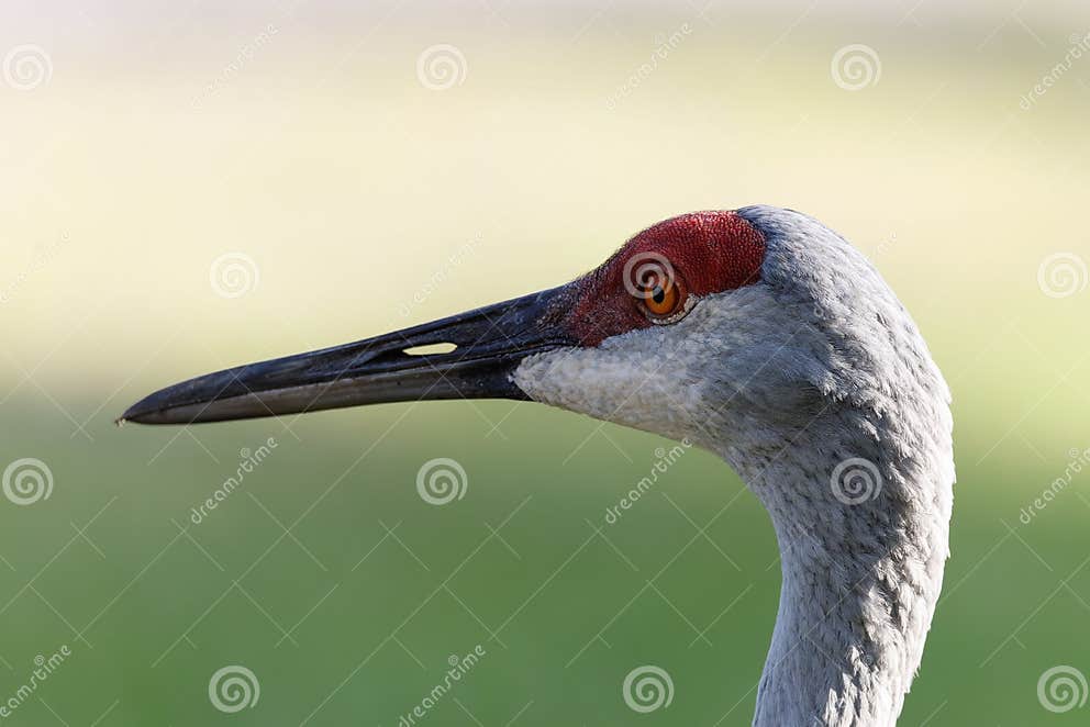 Closeup of a Sandhill Crane Head Stock Image - Image of mark, head ...
