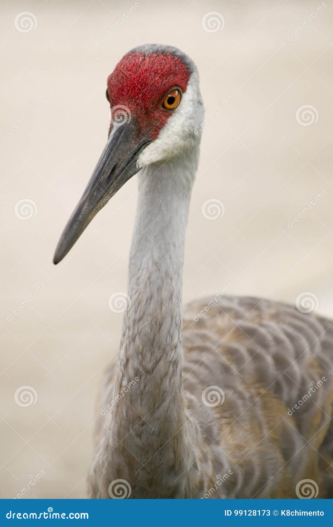 Sandhill Crane Closeup of Red Head Stock Image - Image of crane, clouds ...