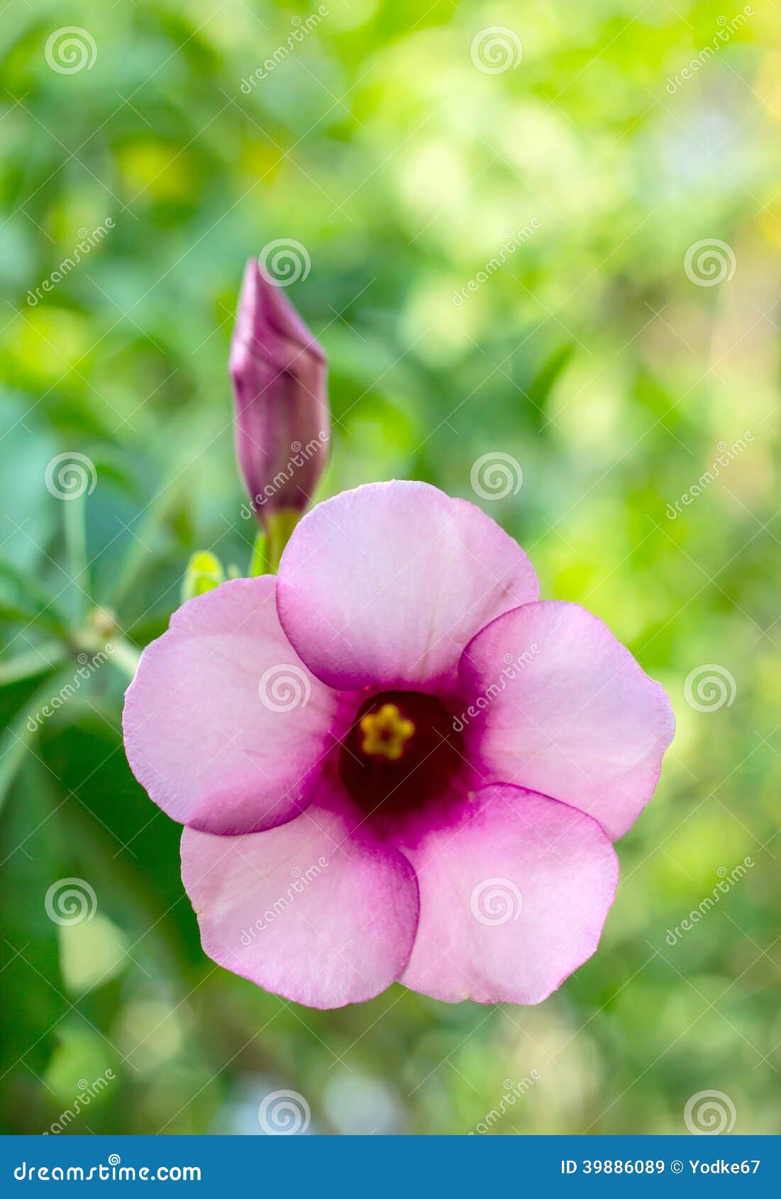 Closeup Saritaea Magnifica Duyand Stock Image - Image of elegant, light ...