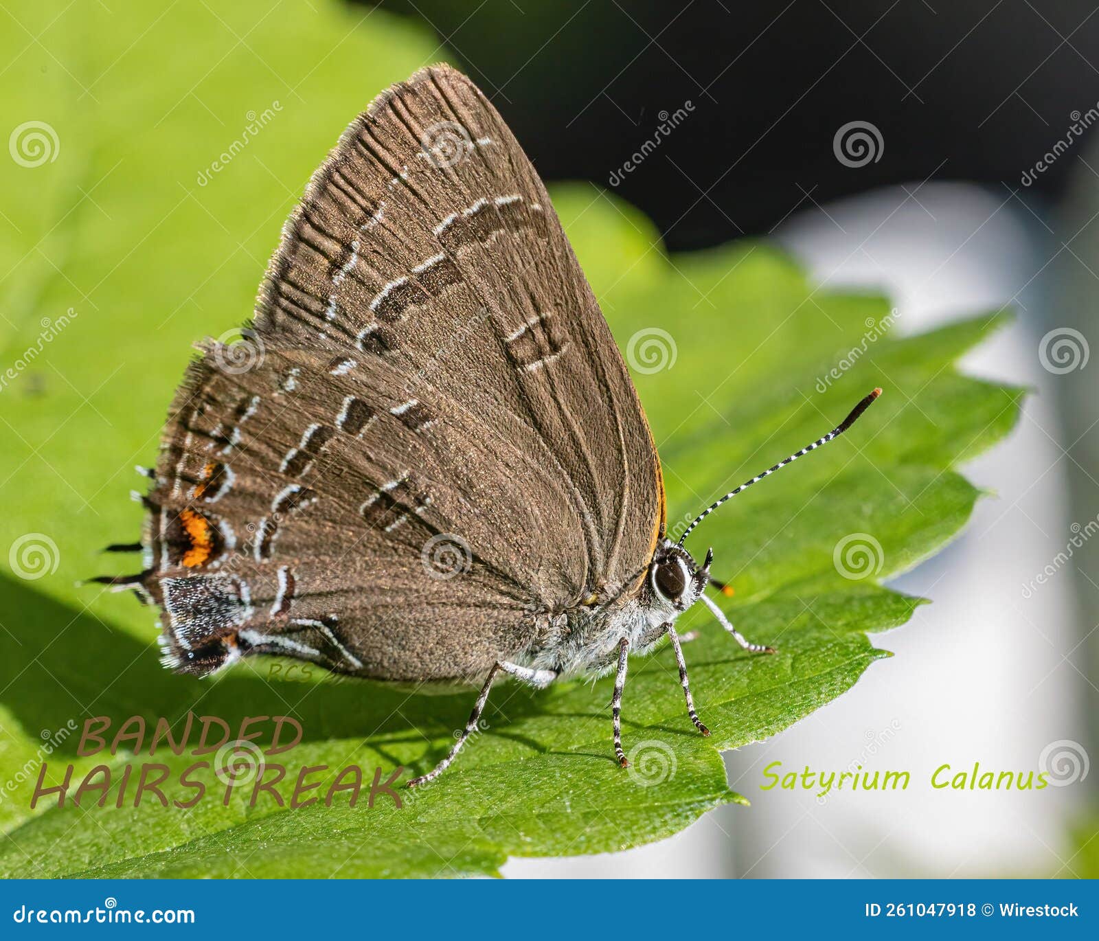 Closeup of a Satyrium Calanus Butterfly on a Plant Stock Photo - Image ...
