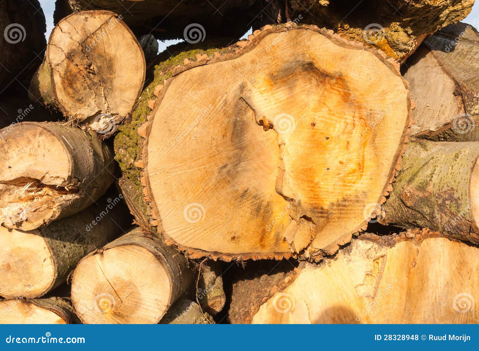 Closeup sawed tree trunks stock photo. Image of natural - 28328948