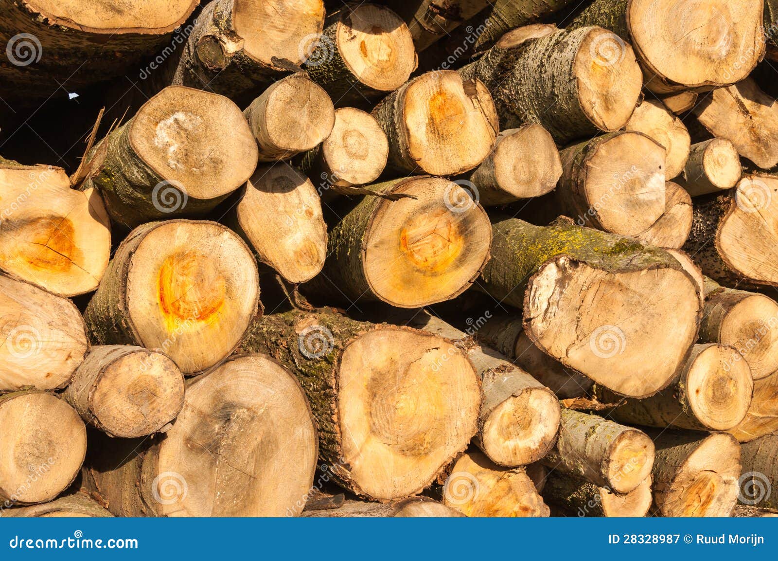 Closeup sawed tree trunks stock image. Image of forestry - 28328987