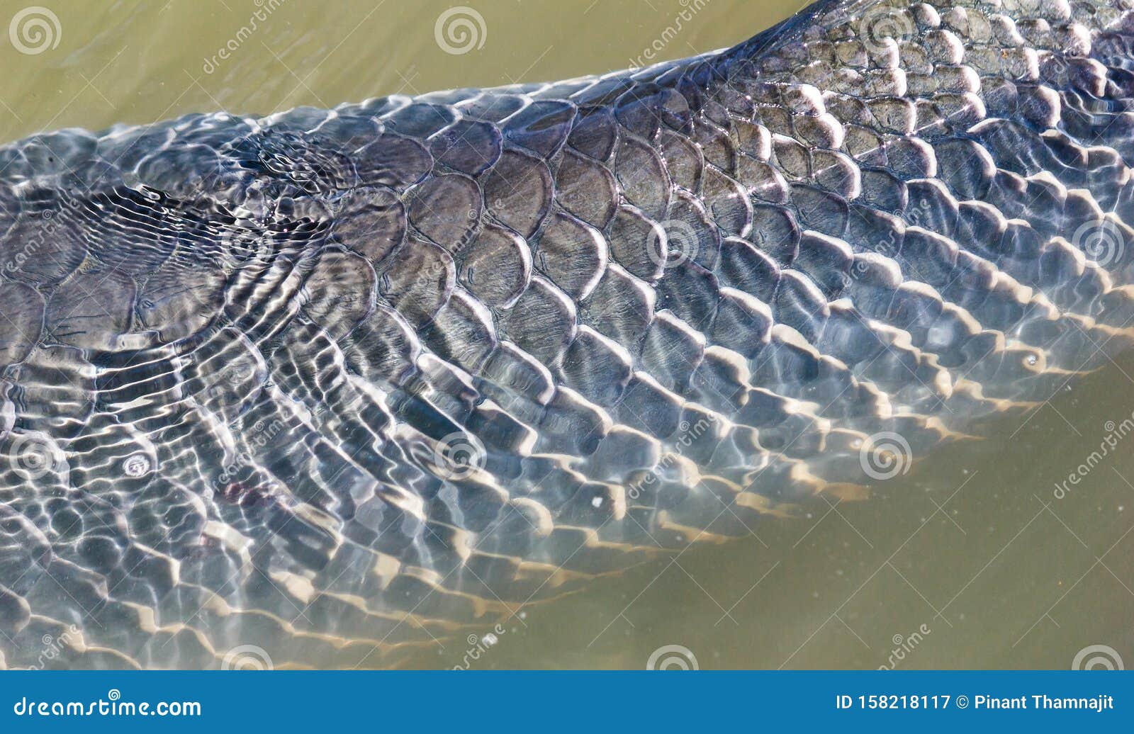 A Closeup Of A Pirarucu`s Scales In The Aquarium. Royalty-Free Stock ...