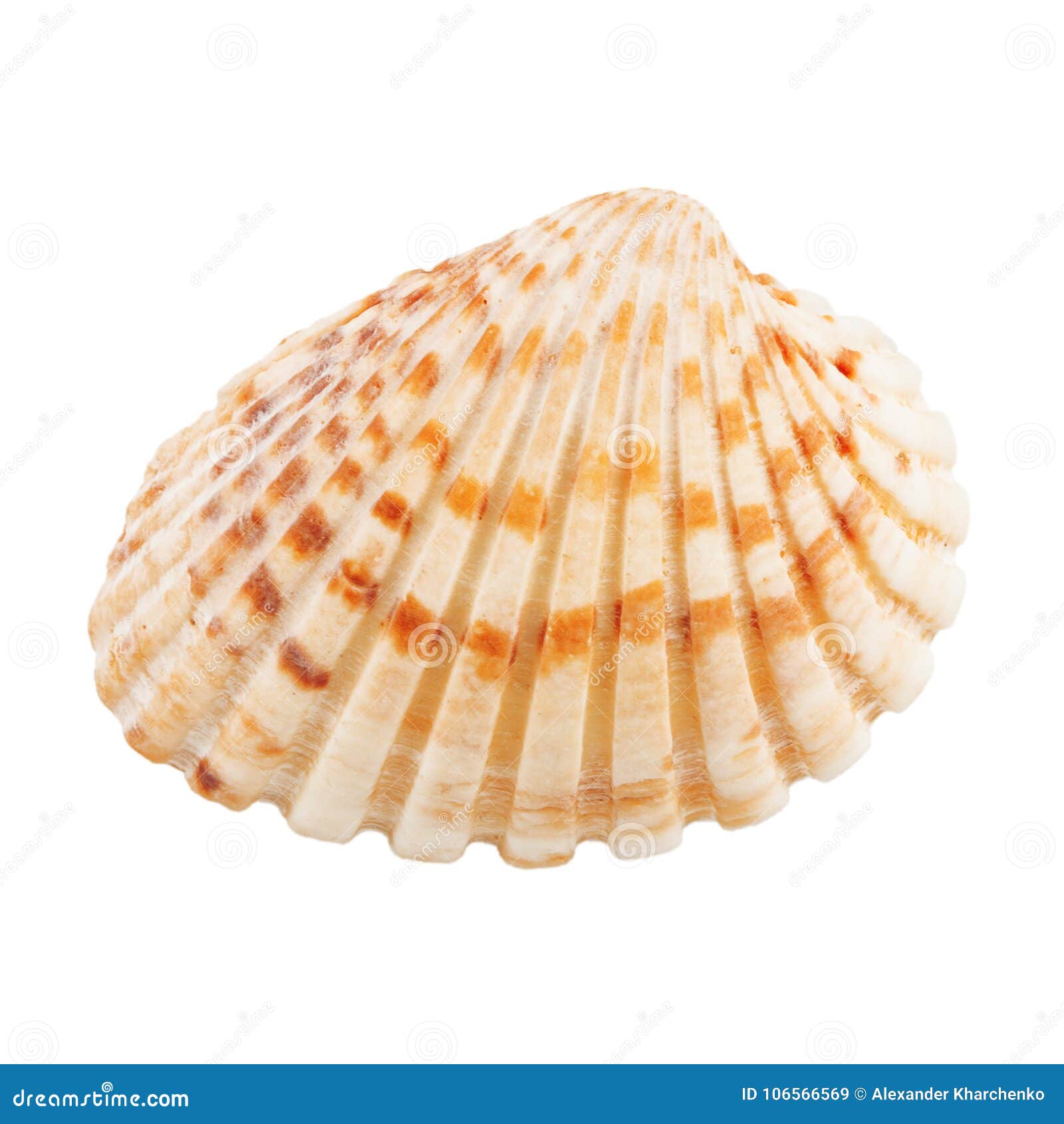 Closeup Scallop Seashell stock image. Image of nature - 106566569