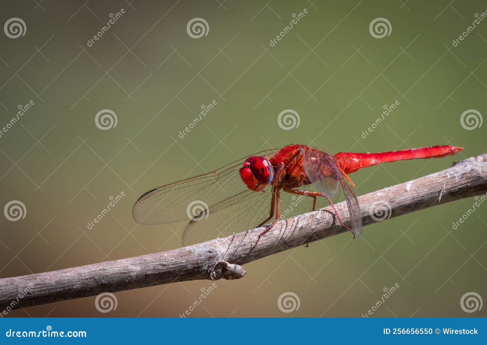 Closeup of Scarlet Dragonfly Perching on Wood Stock Photo - Image of ...