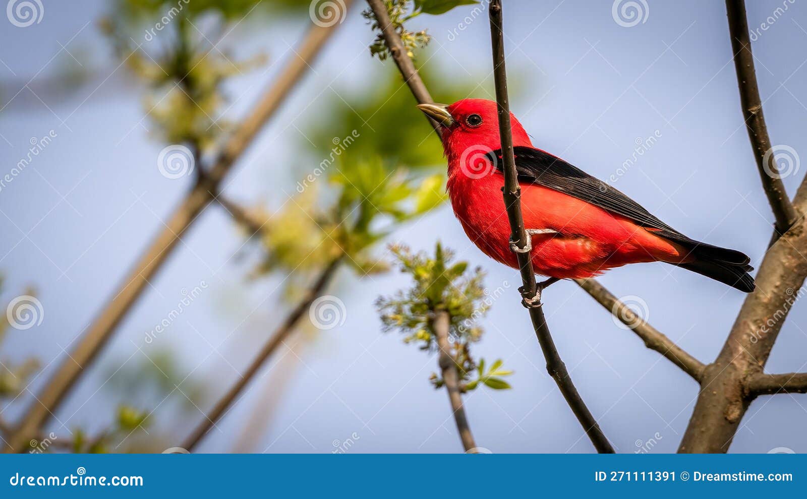 Closeup of a Scarlet Tanager on a Tree Branch during Spring Migration ...