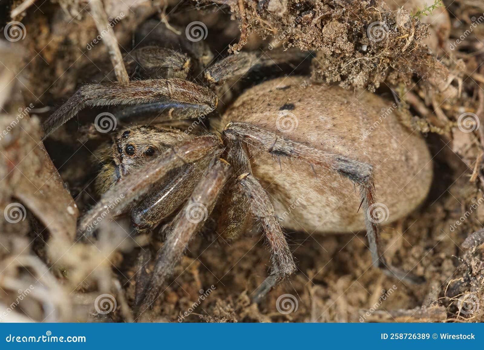 Closeup of a Scary and Hairy Trochosa Spider Stock Image - Image of ...