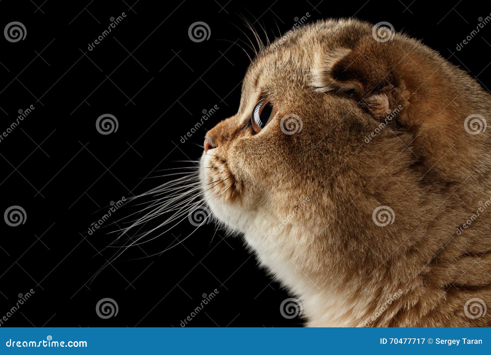 Closeup Scottish Fold Cat in Profile View on Black Stock Image - Image ...