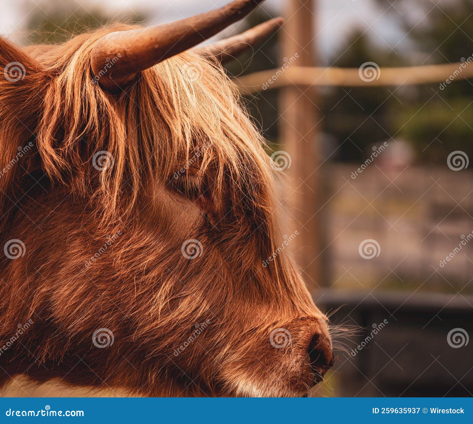 Closeup of a Scottish Highlands& X27; Cow on a Farm Stock Image - Image ...