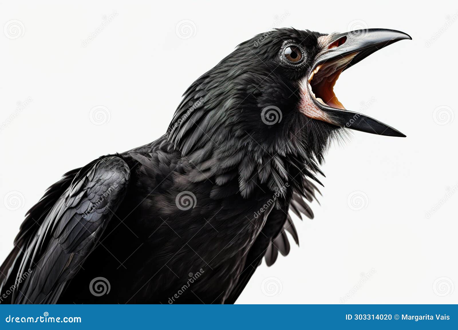 Closeup Screaming Black Crow on a White Background Stock Illustration ...