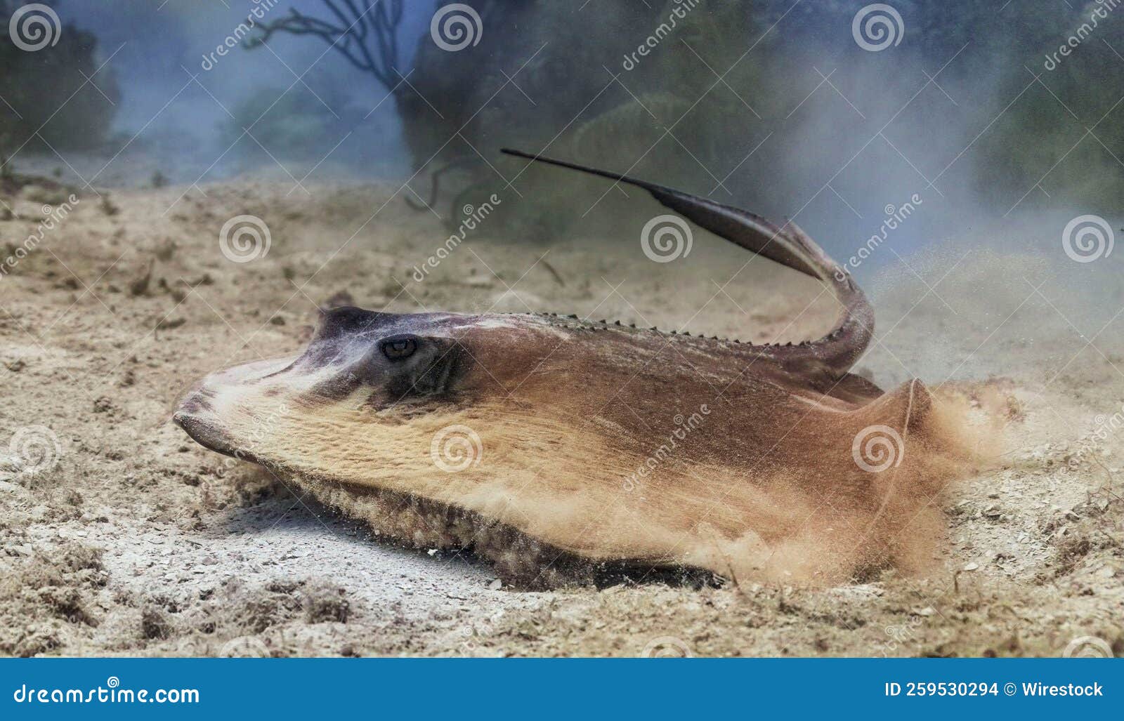Closeup of a Sea Ray Under the Water Stock Photo - Image of marine ...