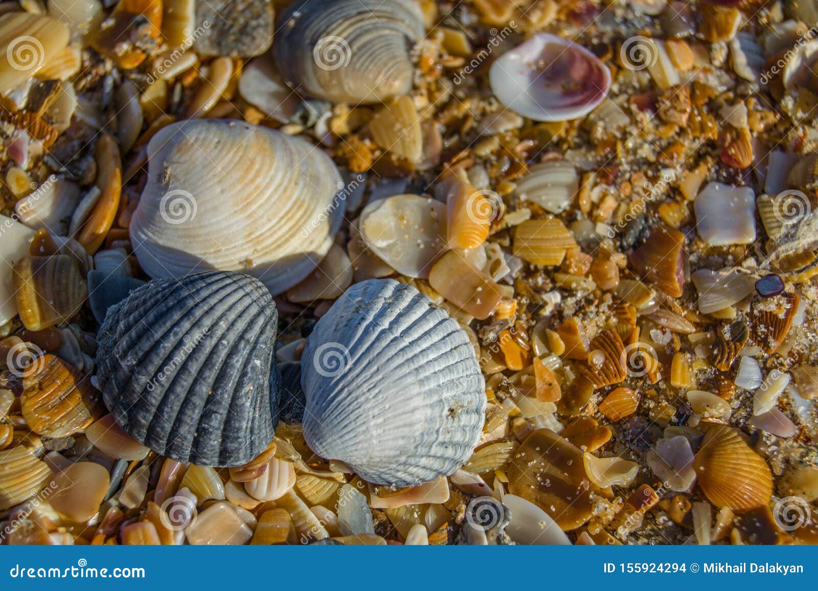 Closeup Sea Shells on Beach with Broken Shells, Pieces and Sand Summer ...
