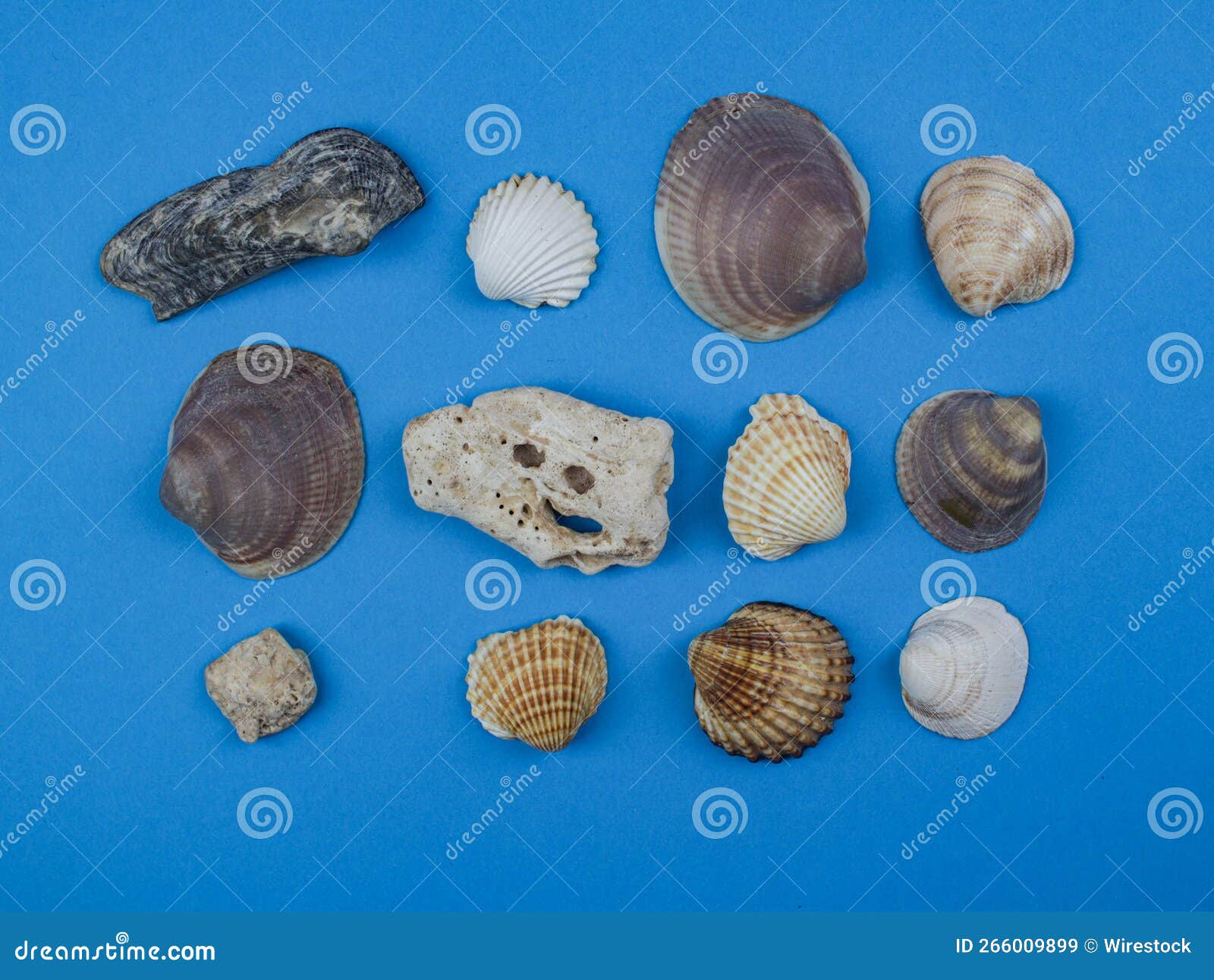 Closeup of Sea Shells in Blue Background Stock Image - Image of marine ...