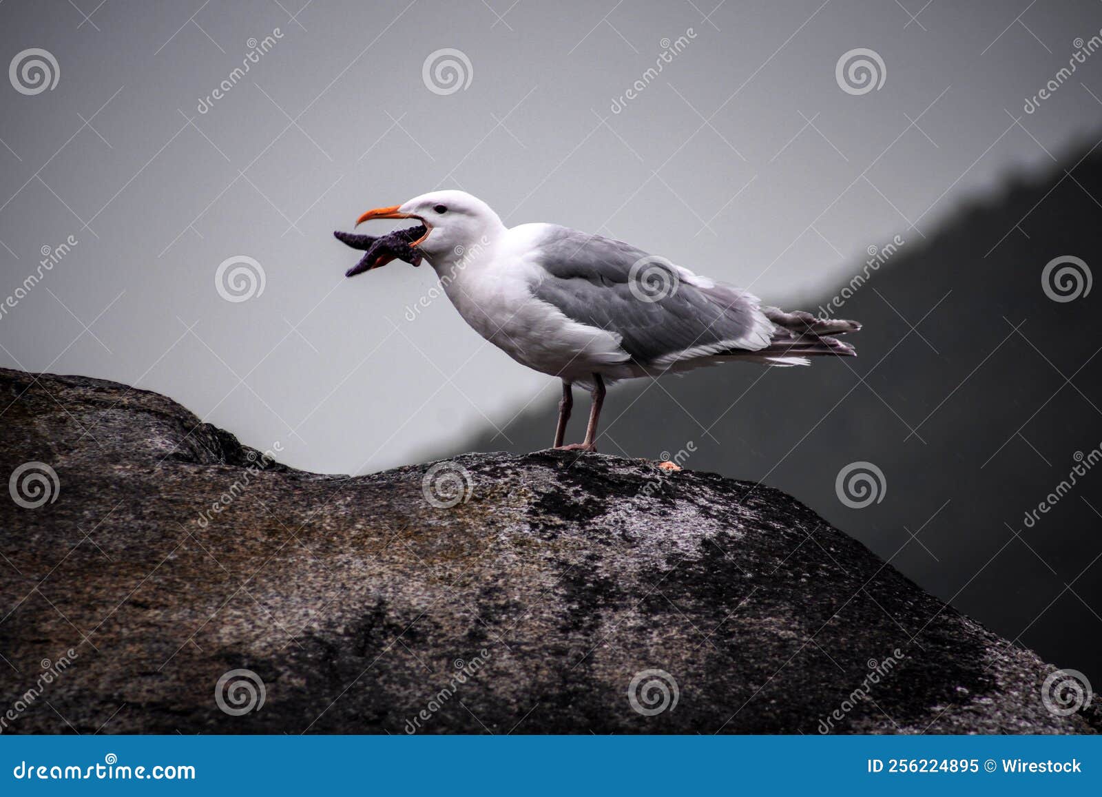 Closeup of a Seagull with a Starfish in Its Mouth Stock Image - Image ...