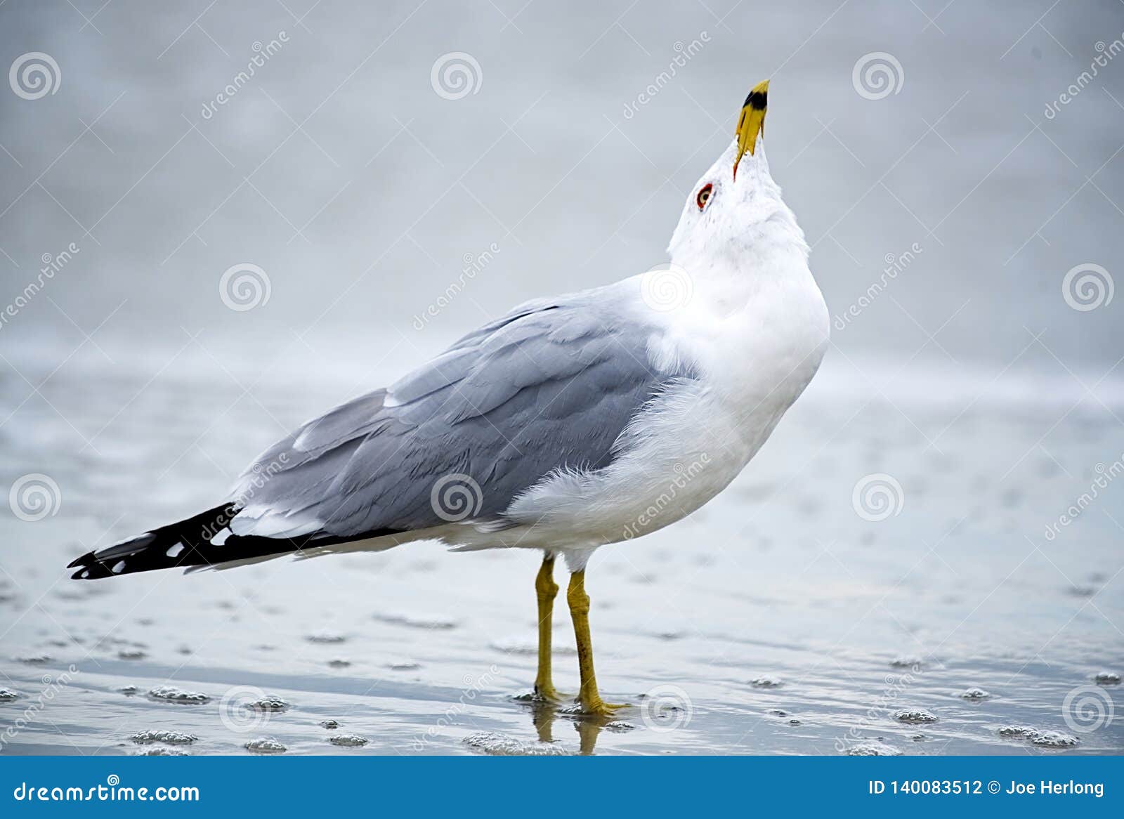 A Closeup of a Seagull in the Surf. Stock Photo - Image of yellow ...
