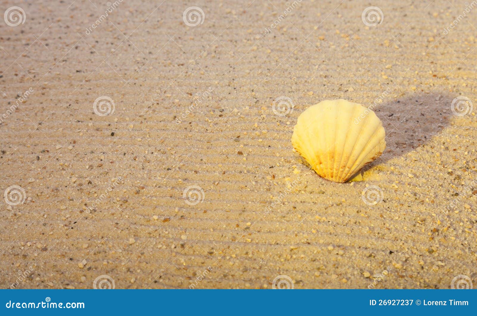 Closeup of a seashell stock image. Image of landscape - 26927237