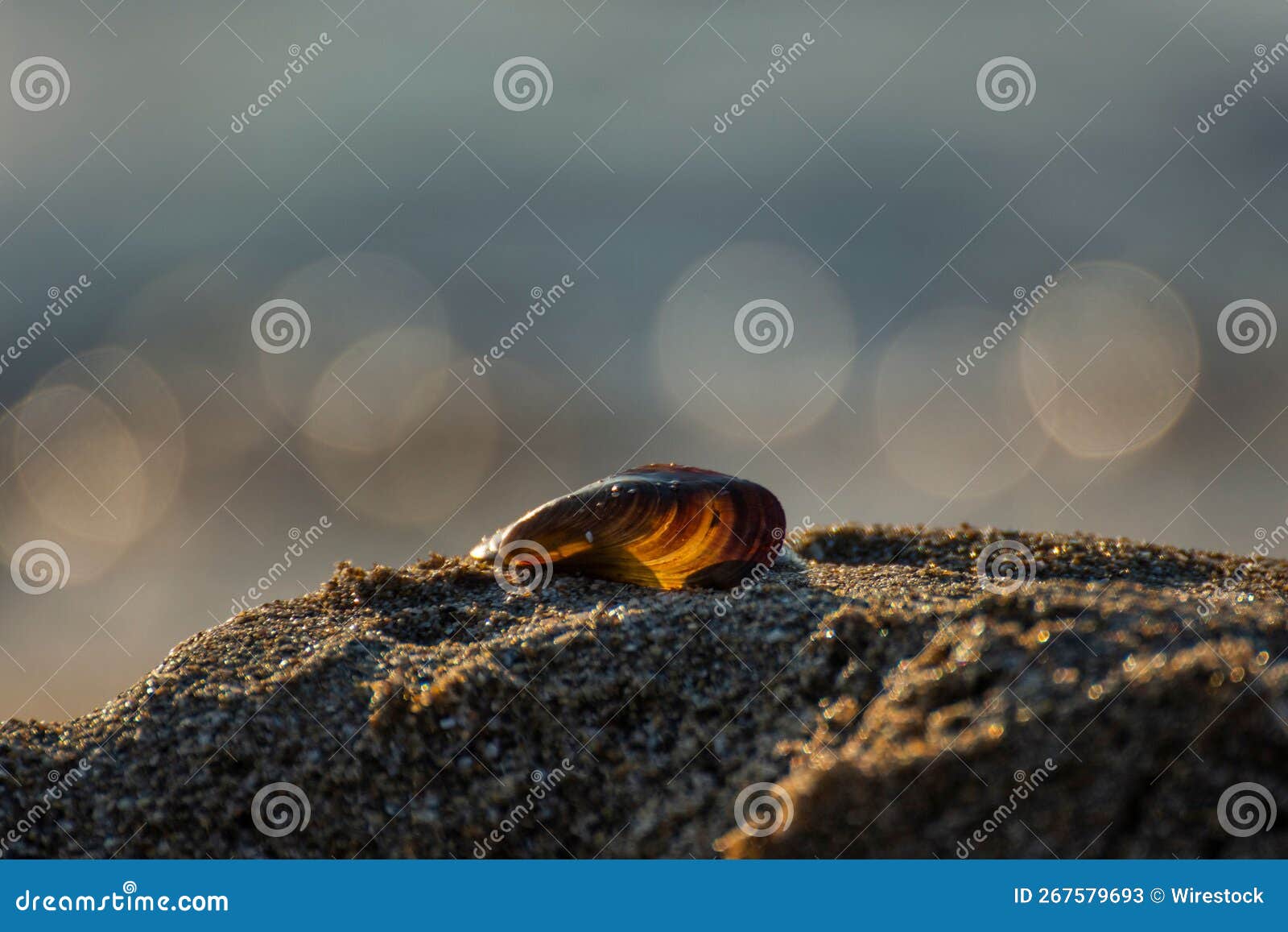 Closeup of a Seashell on the Sand Stock Image - Image of ocean, water ...