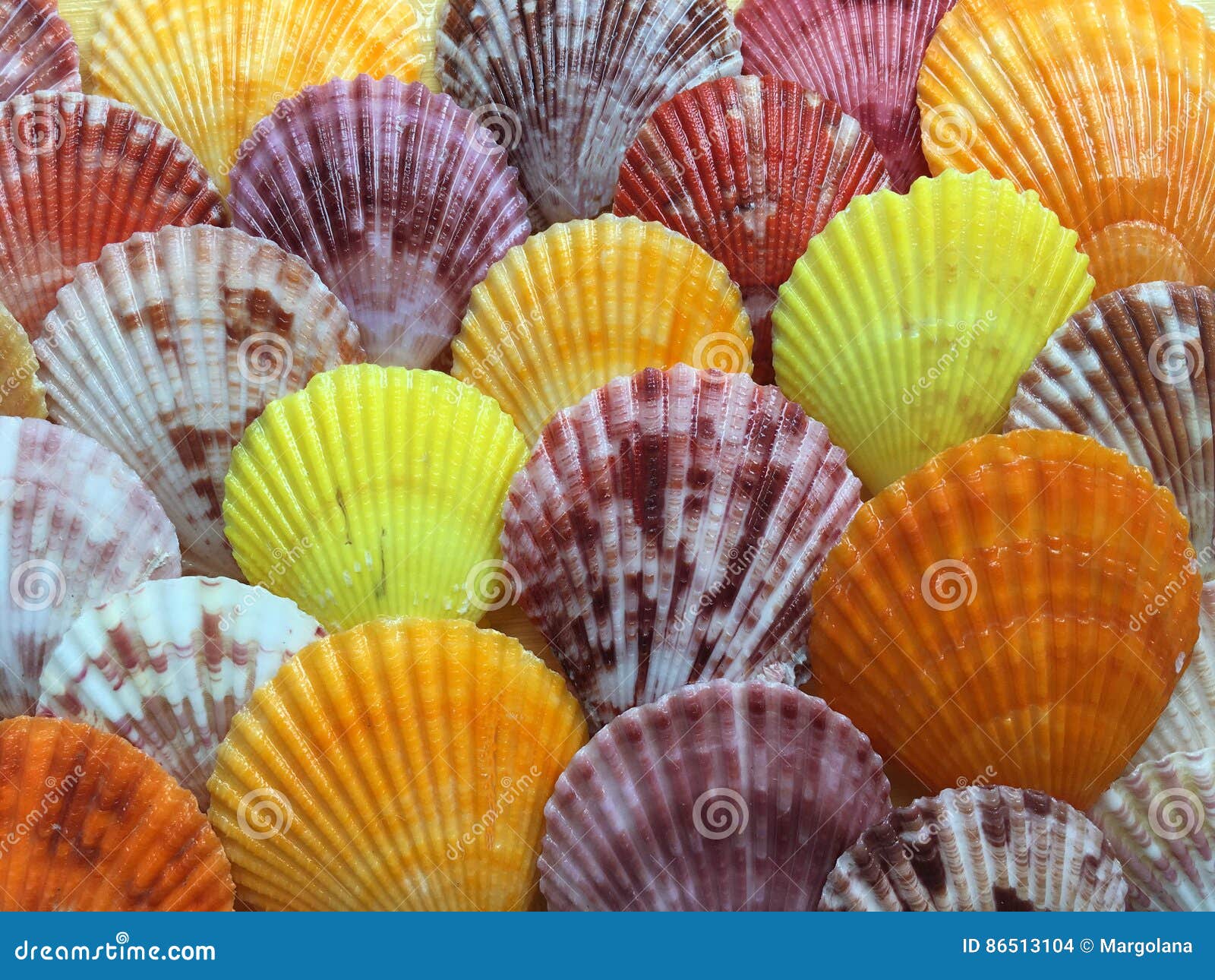 Closeup of Seashells Background, Many Scallop Sea Shells Piled. Stock ...