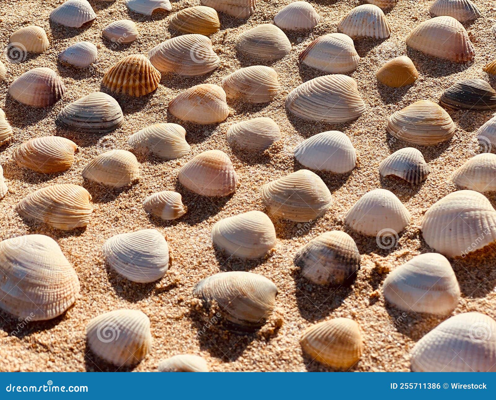 Closeup of Seashells on the Beach with Sunlight Stock Photo - Image of ...