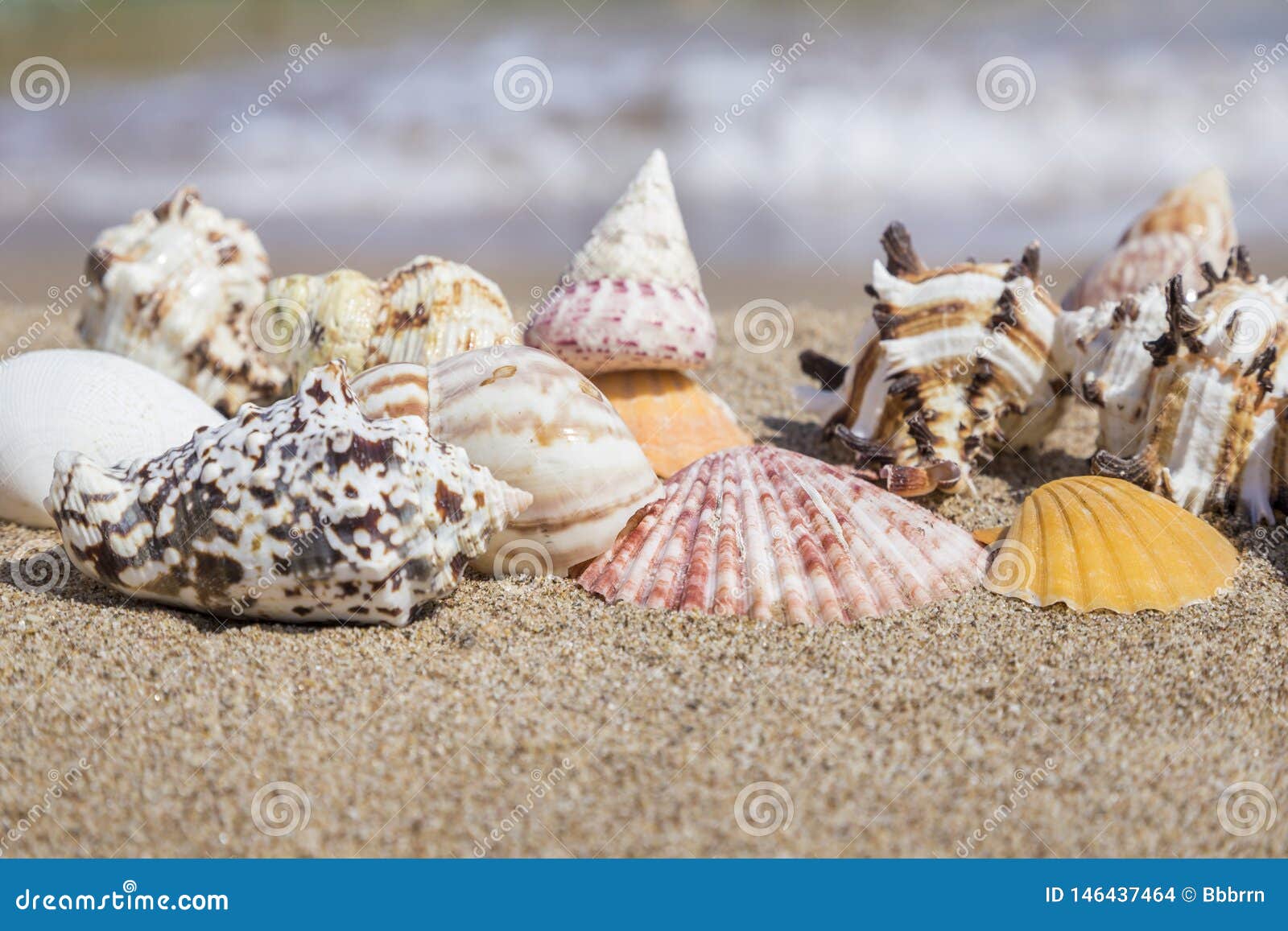 Closeup of a Seashells on a Sandy Beach Stock Photo - Image of paradise ...