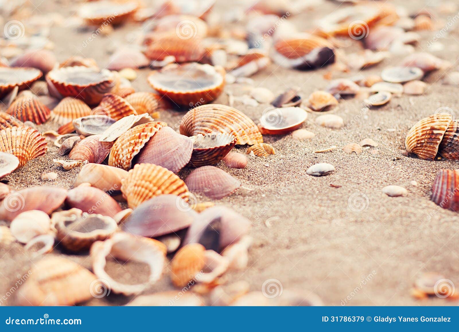 Closeup of Seashells on a Sandy Beach Stock Image - Image of places ...
