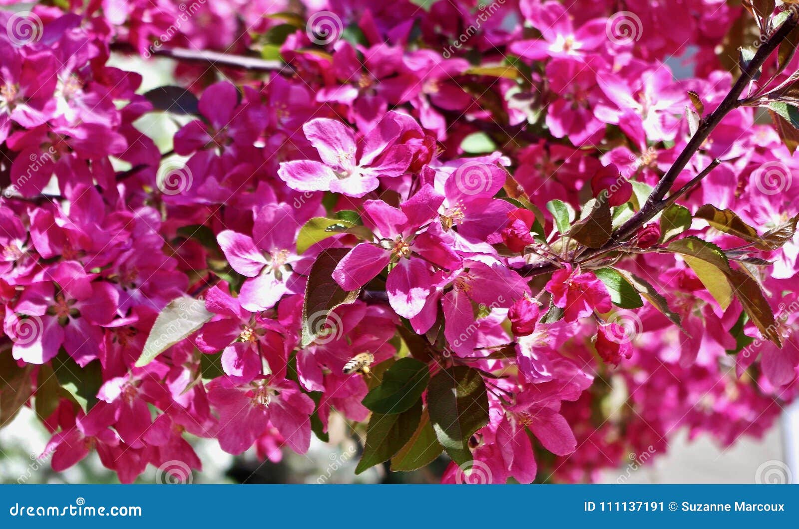 Springtime Fruit Tree Blossoms in Alberta Canada Stock Image - Image of ...