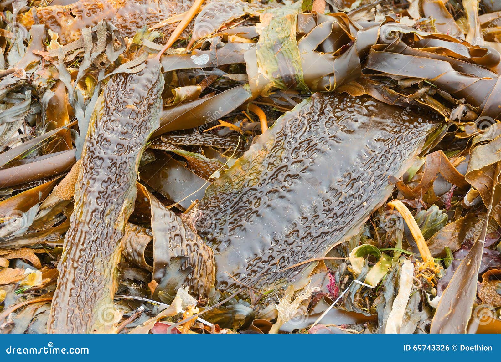 Closeup Of Seaweed Forming A Pattern Royalty-Free Stock Image ...