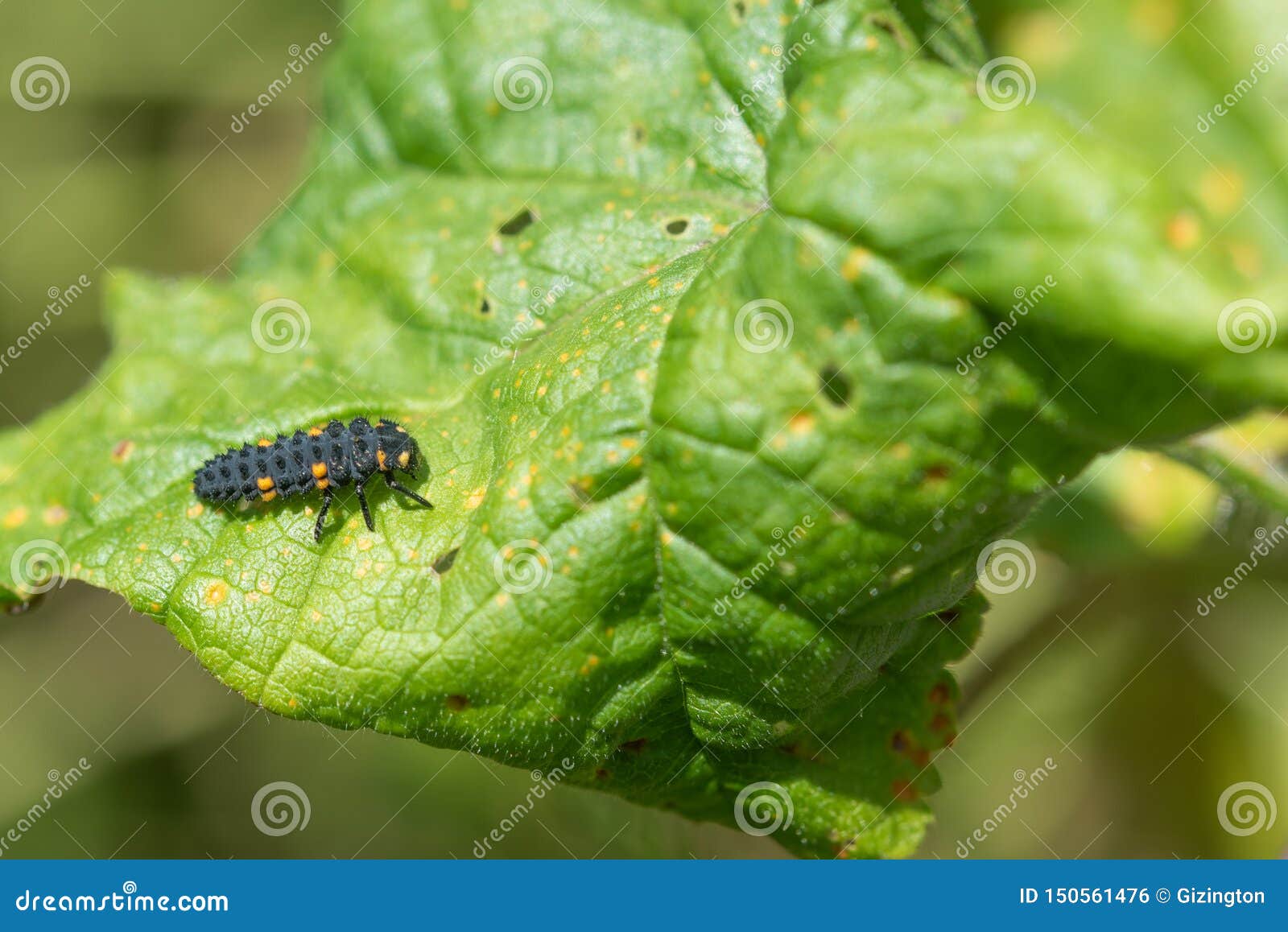 Closeup of Ladybug Larvae. Second Stage Stock Photo - Image of green ...