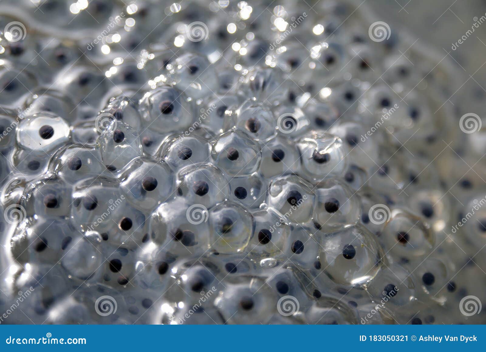 Closeup of a Section of Frog Spawn Stock Image - Image of eggs, animal ...
