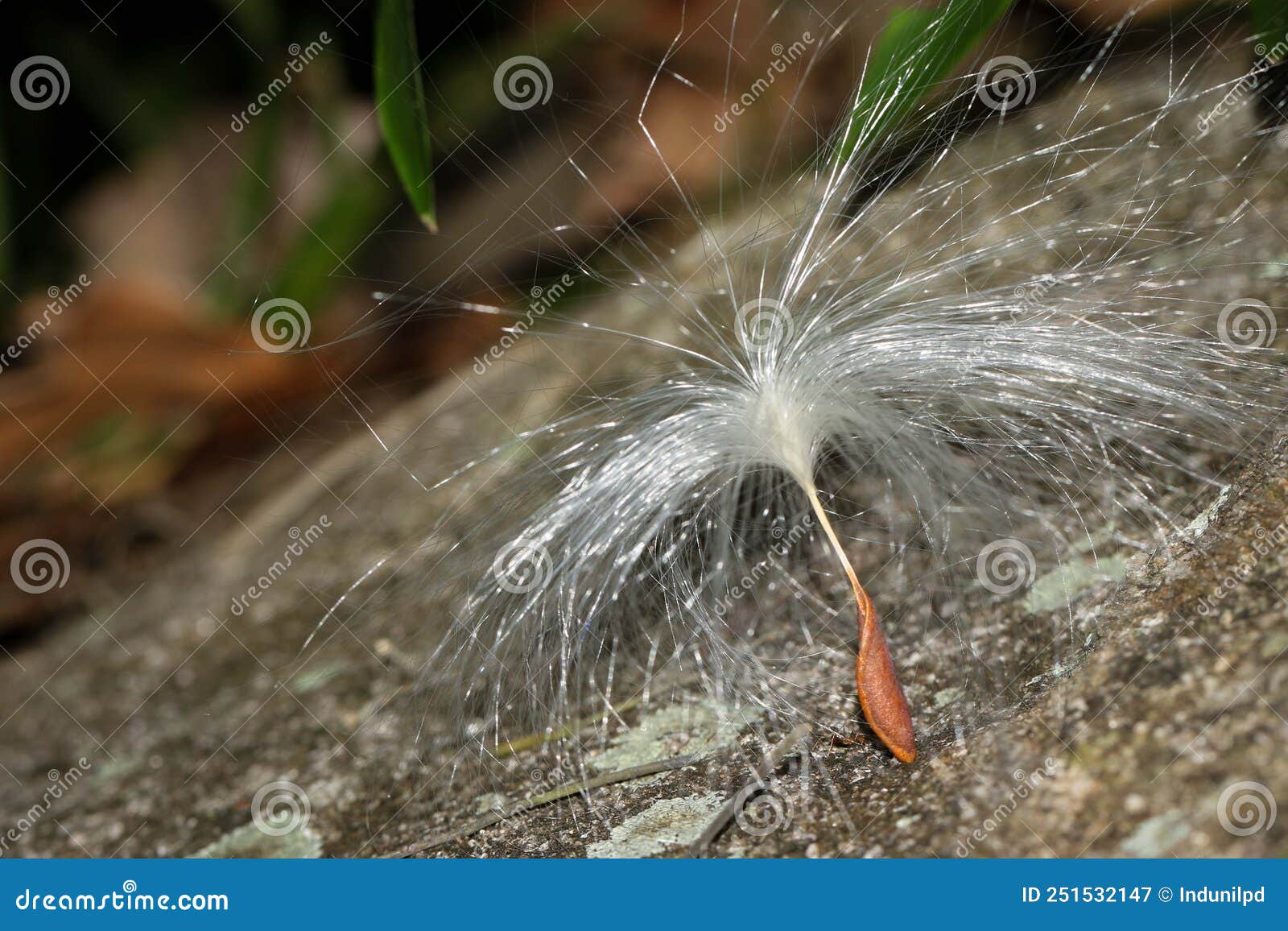 Closeup of a Seed Spreading in the Wind from Tropical Rainforest Stock ...
