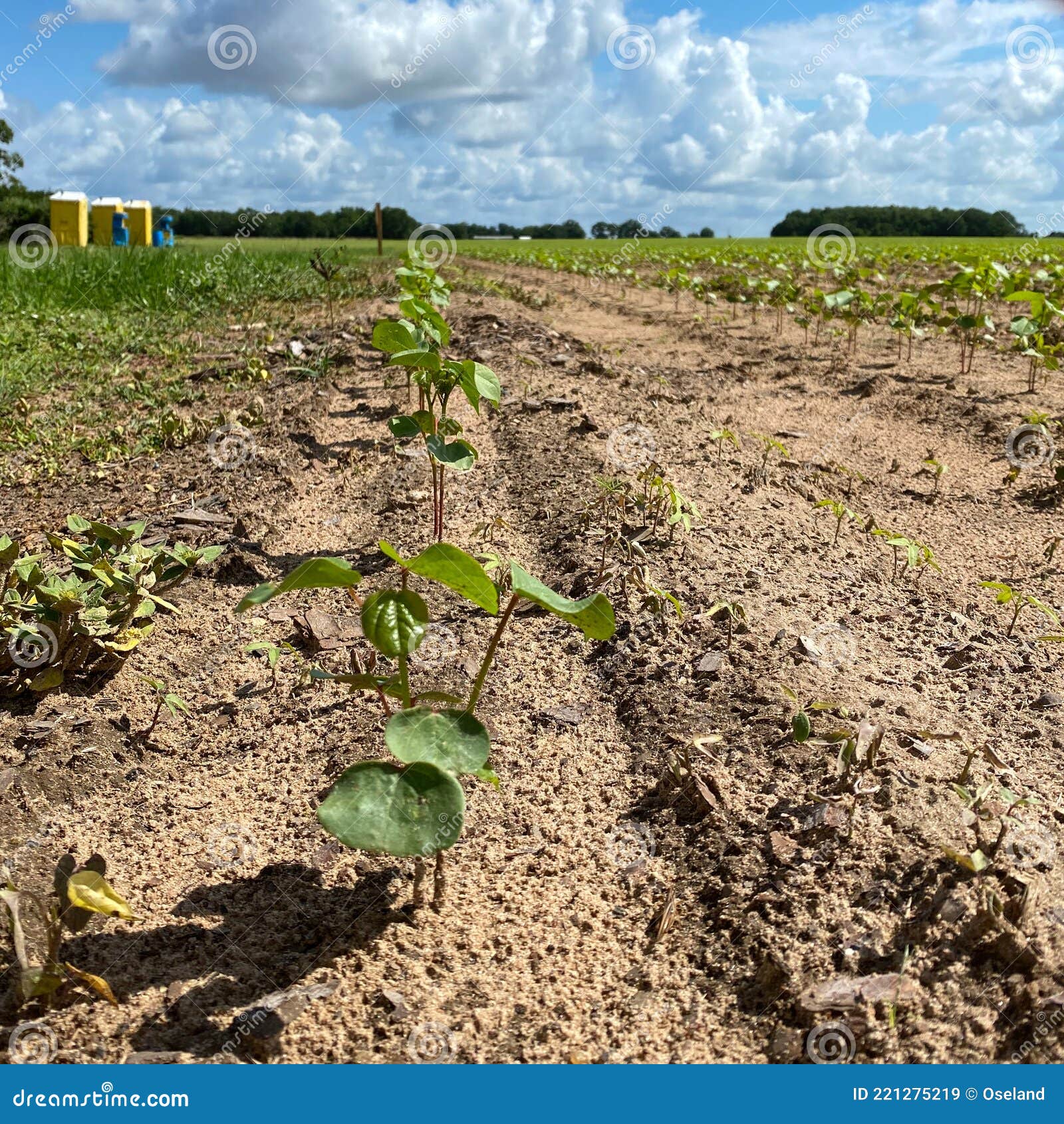Closeup of Seedlings Planted in Rows on Farm. Stock Image - Image of ...