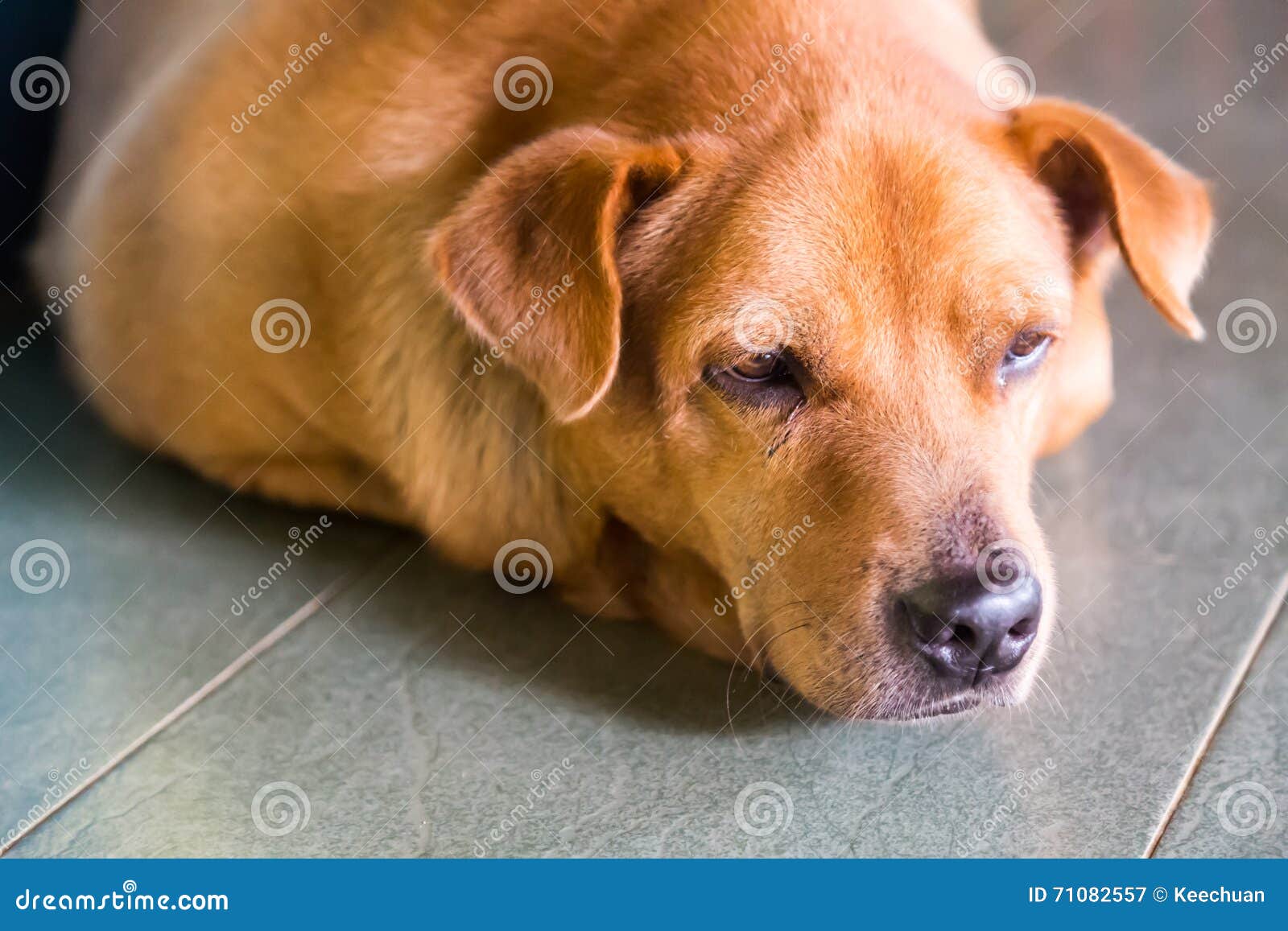 Closeup and Selective Focus on Dog Head Resting on Floor Stock Image ...