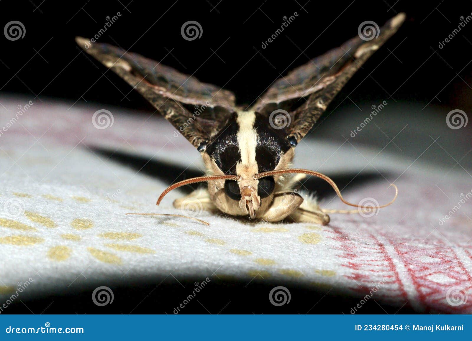 Moth stock photo. Image of flight, background, glowing - 234280454