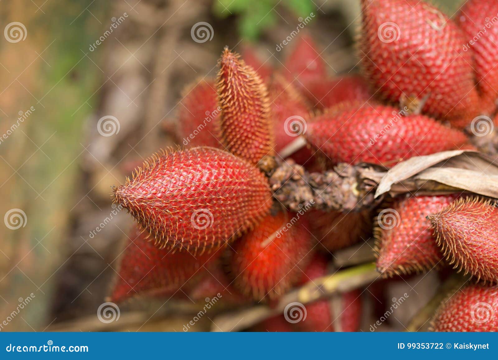 Closeup and Selective Focus of Salacca,salak Plant,fruit on Tree Stock ...