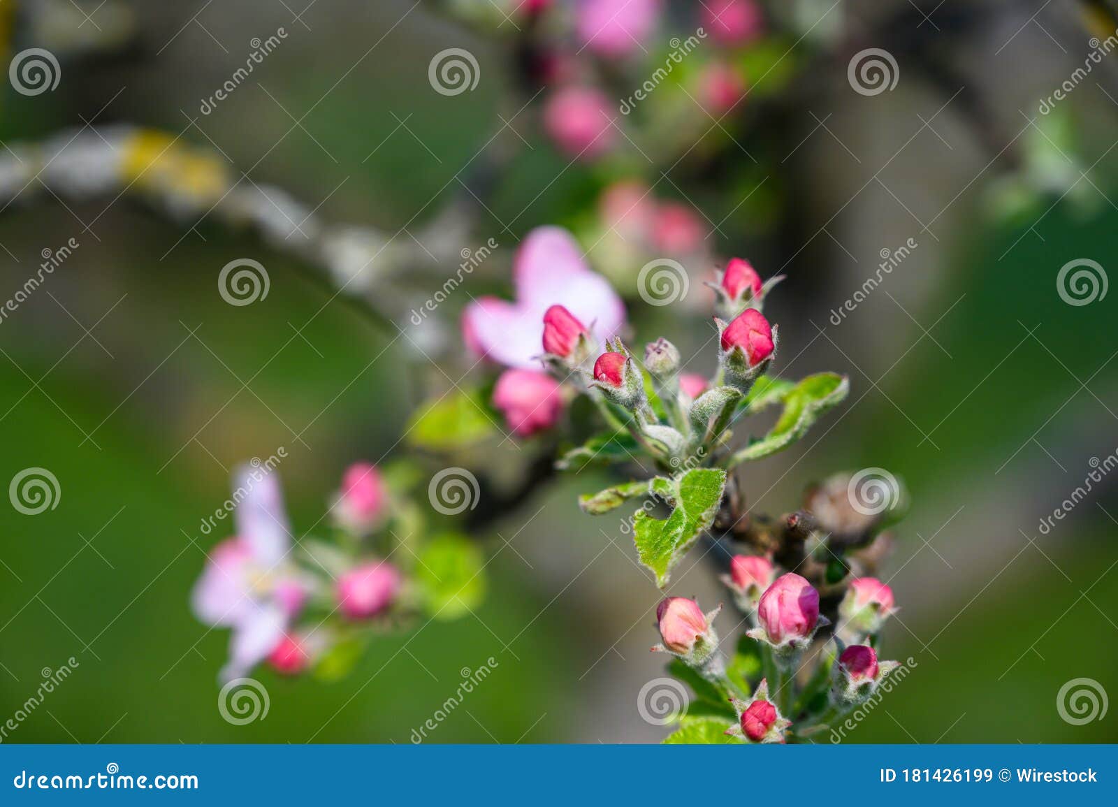 Closeup Selective Focus Shot of an Amazing Flower Under Sunlights Stock ...
