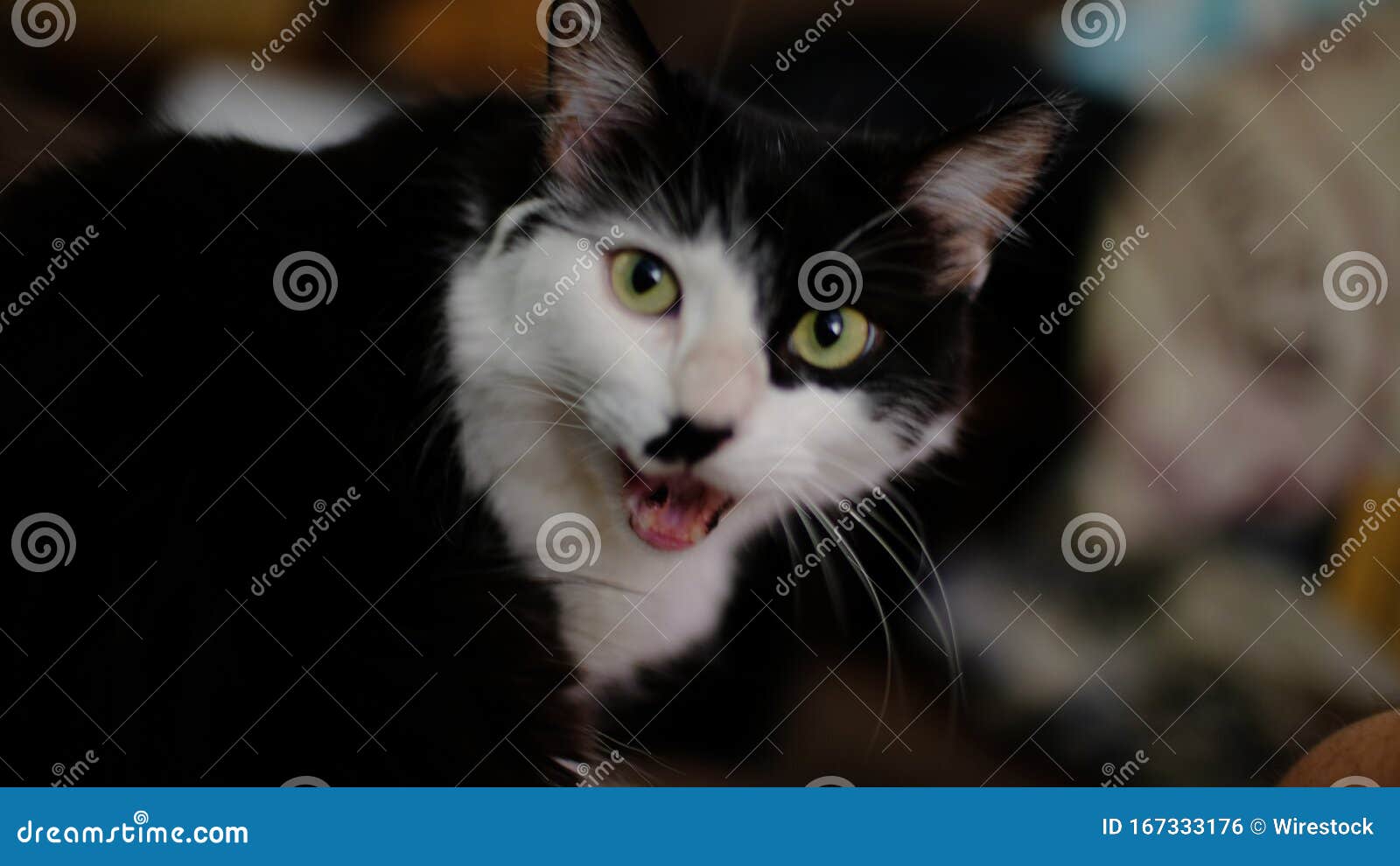 Closeup Selective Focus Shot of a Cat with a Happy Hungry Face Stock ...