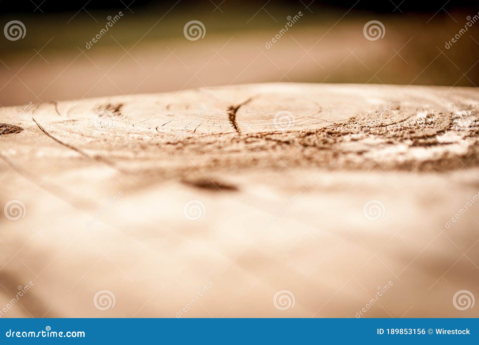 Closeup Selective Focus Shot of the Cross Section of a Cut Off Tree ...
