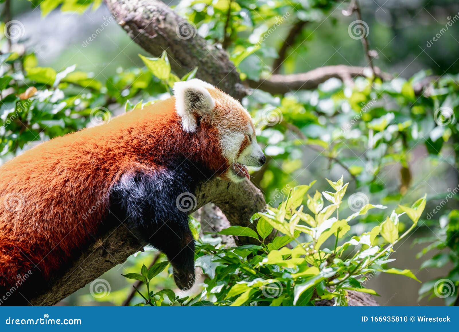 Closeup Selective Focus Shot of a Cute Red Panda Hanging Out in the ...
