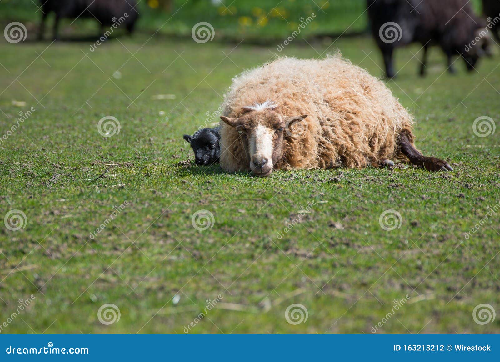 Closeup Selective Focus Shot of Cute Sheep Resting after a Long Day ...