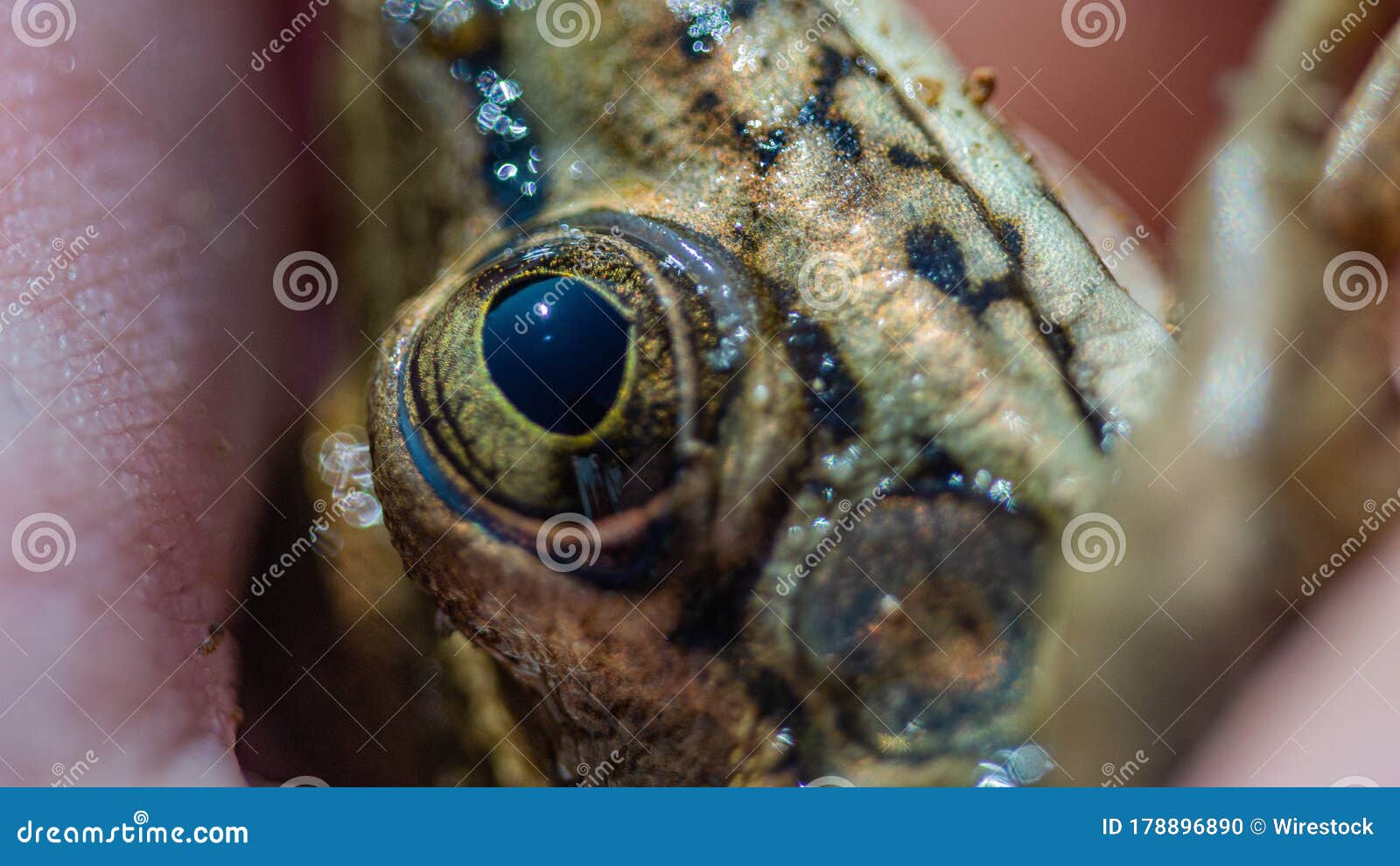 Closeup Selective Focus Shot of a Frog Eye Stock Photo - Image of small ...