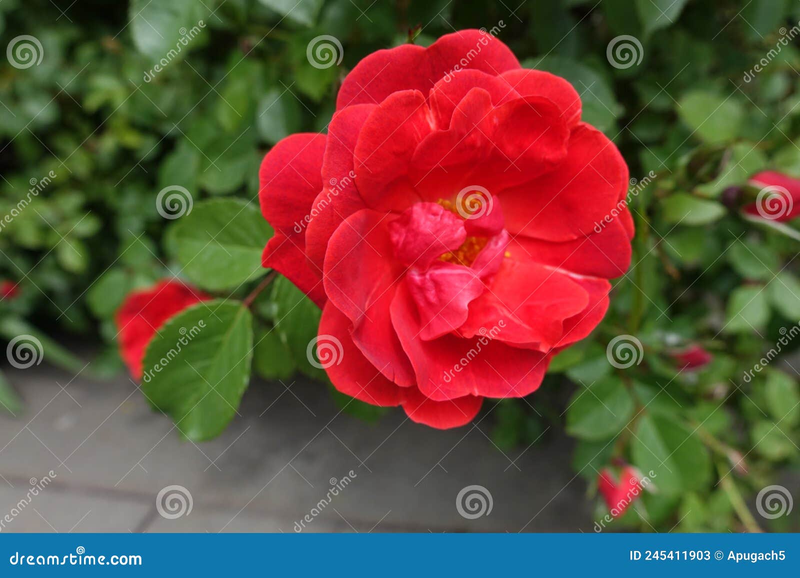 Closeup of Semi Double Flower of Red Rose in May Stock Image - Image of ...