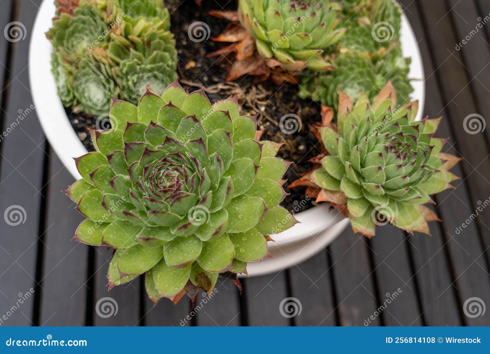 Closeup of Sempervivum Tectorum, Common Houseleek in the Pot. Stock ...