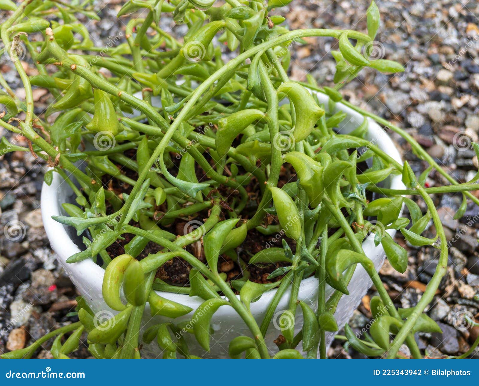 Closeup Of A Senecio Peregrinus String Of Dolphin Or Dolphin Plant In A ...