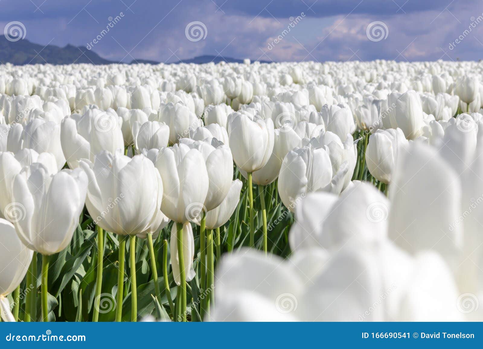 White Tulip Fields stock image. Image of outside, nature - 166690541