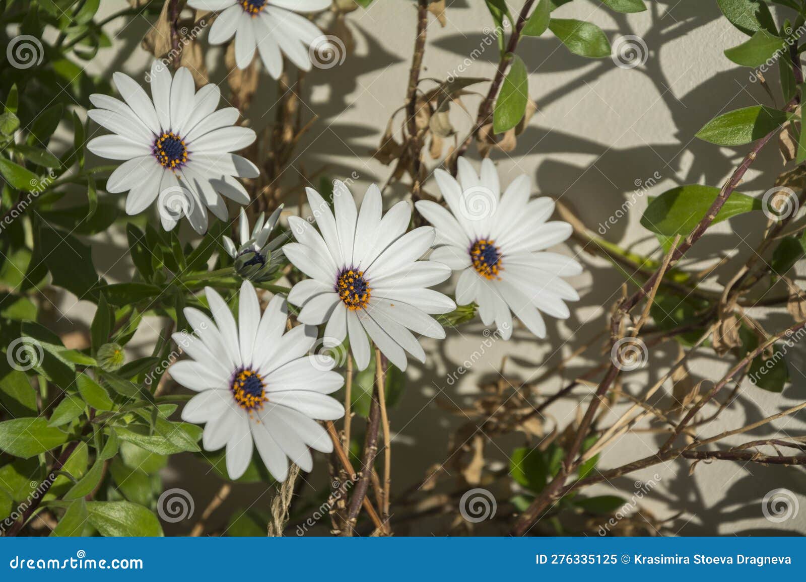 Closeup of Several Blossoms of Van Staden S River Daisy Stock Image ...