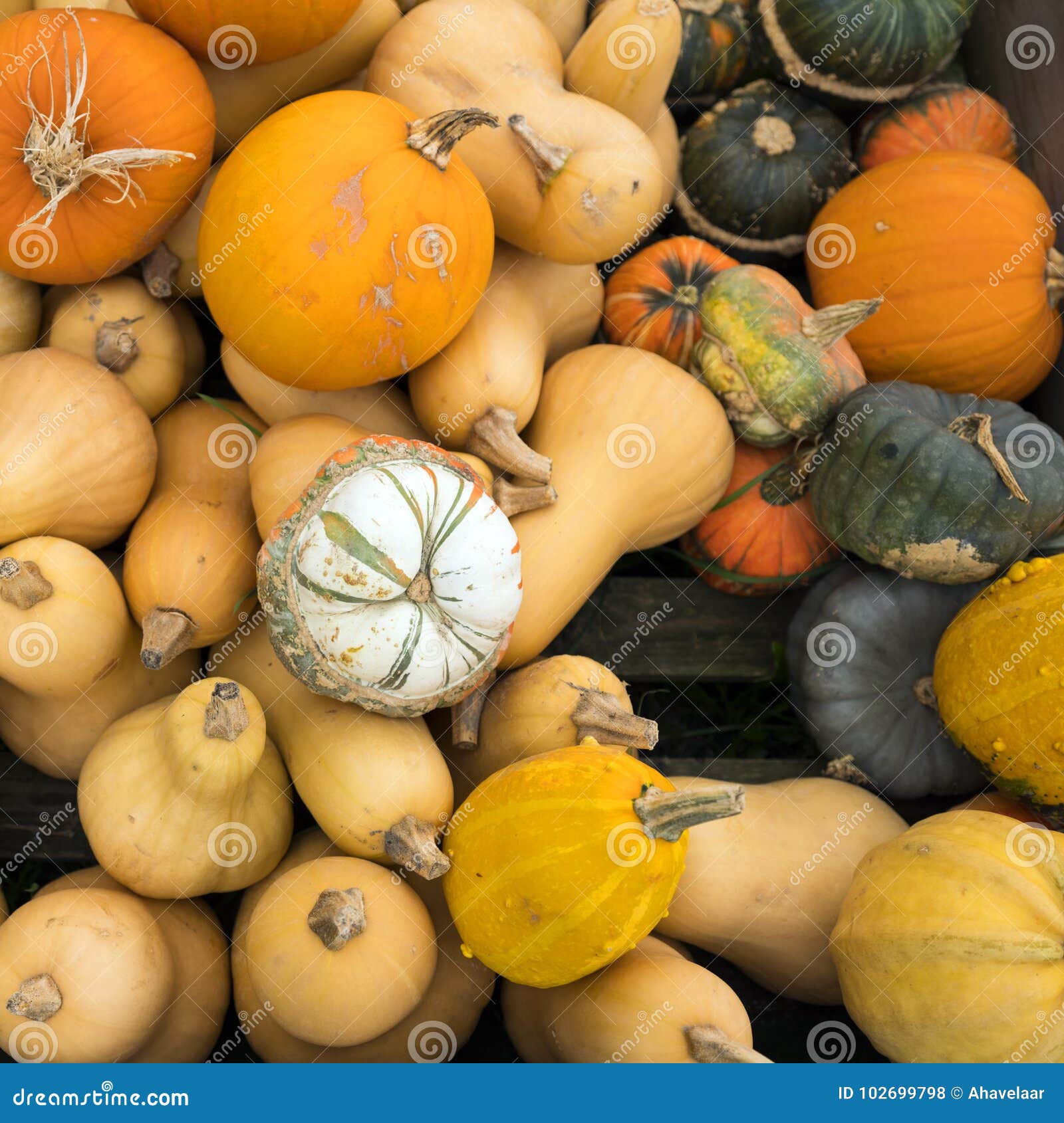 Closeup of Several Different Pumpkins Stock Photo - Image of organic ...